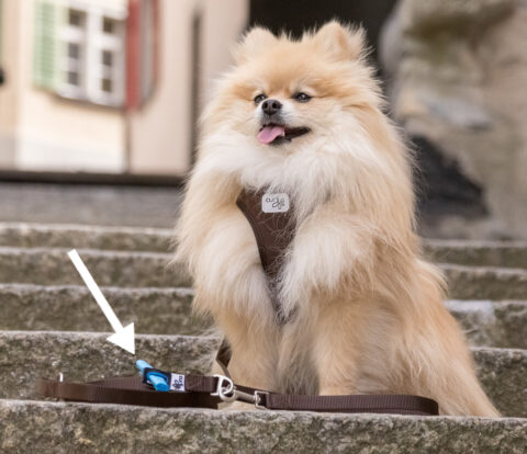 Adjustable Dog Leash - curli