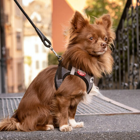 Merino curli Clasp Vest Harness – Story behind