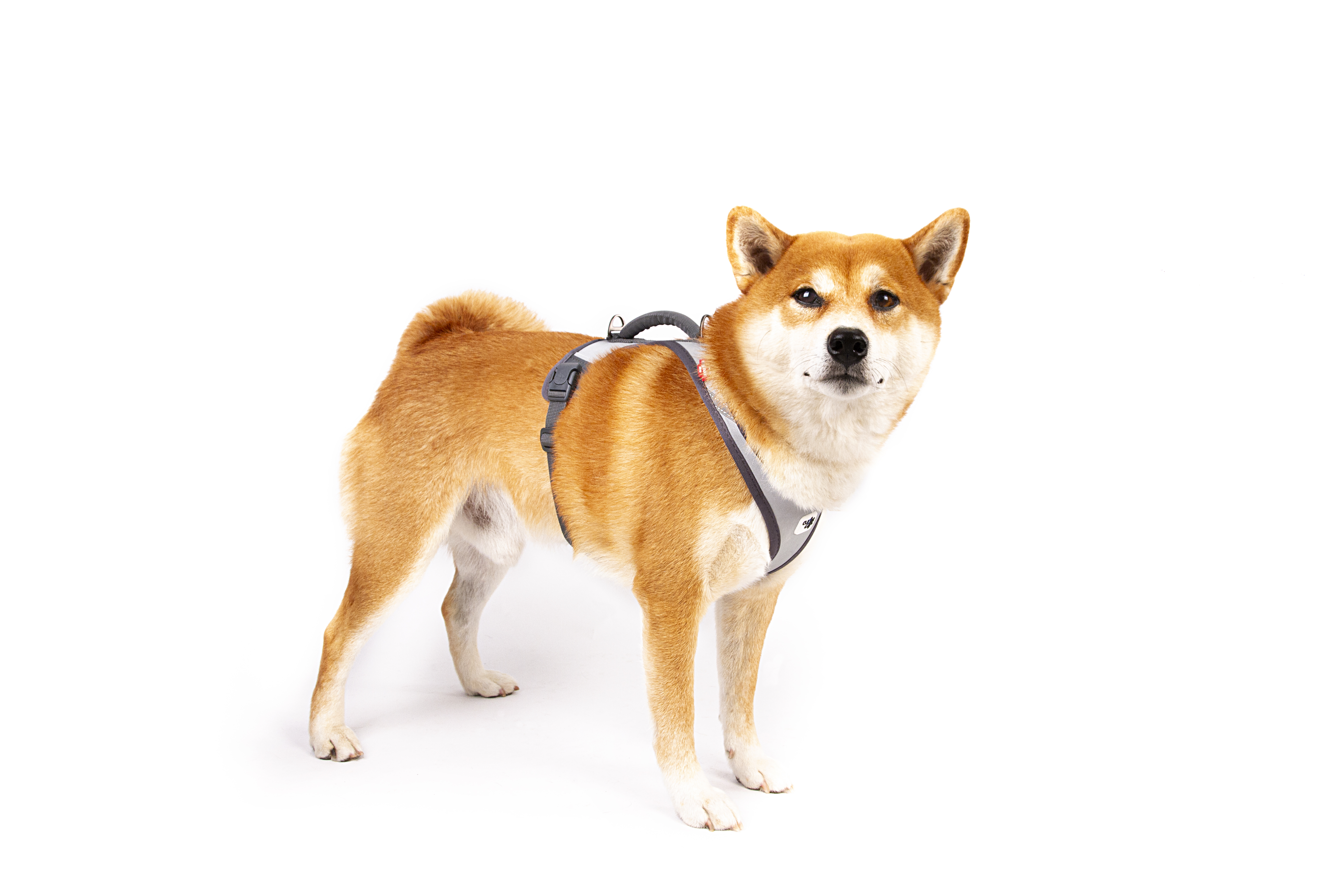 Belka Harness The Glow - curli