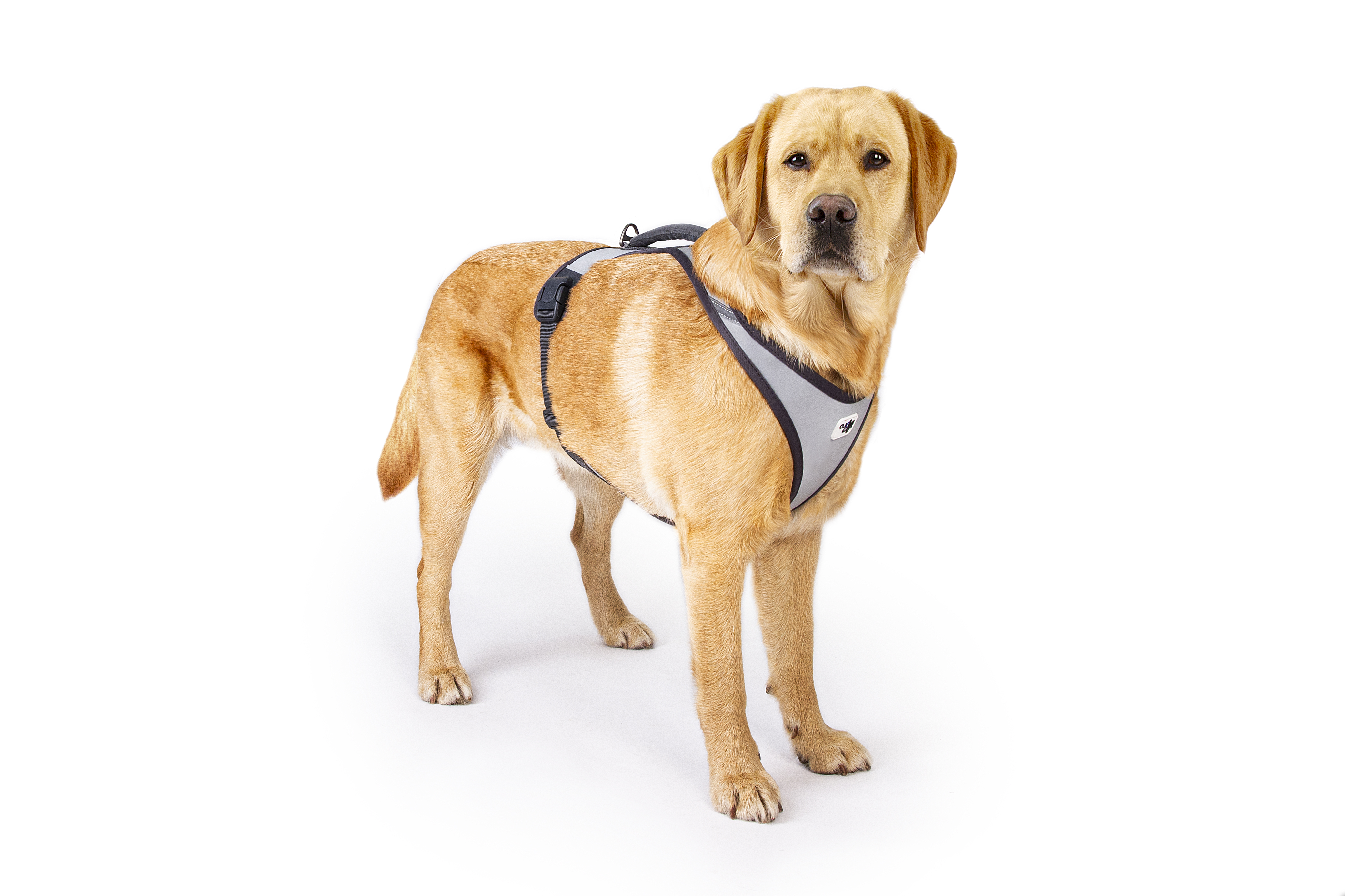 Belka Harness The Glow - curli